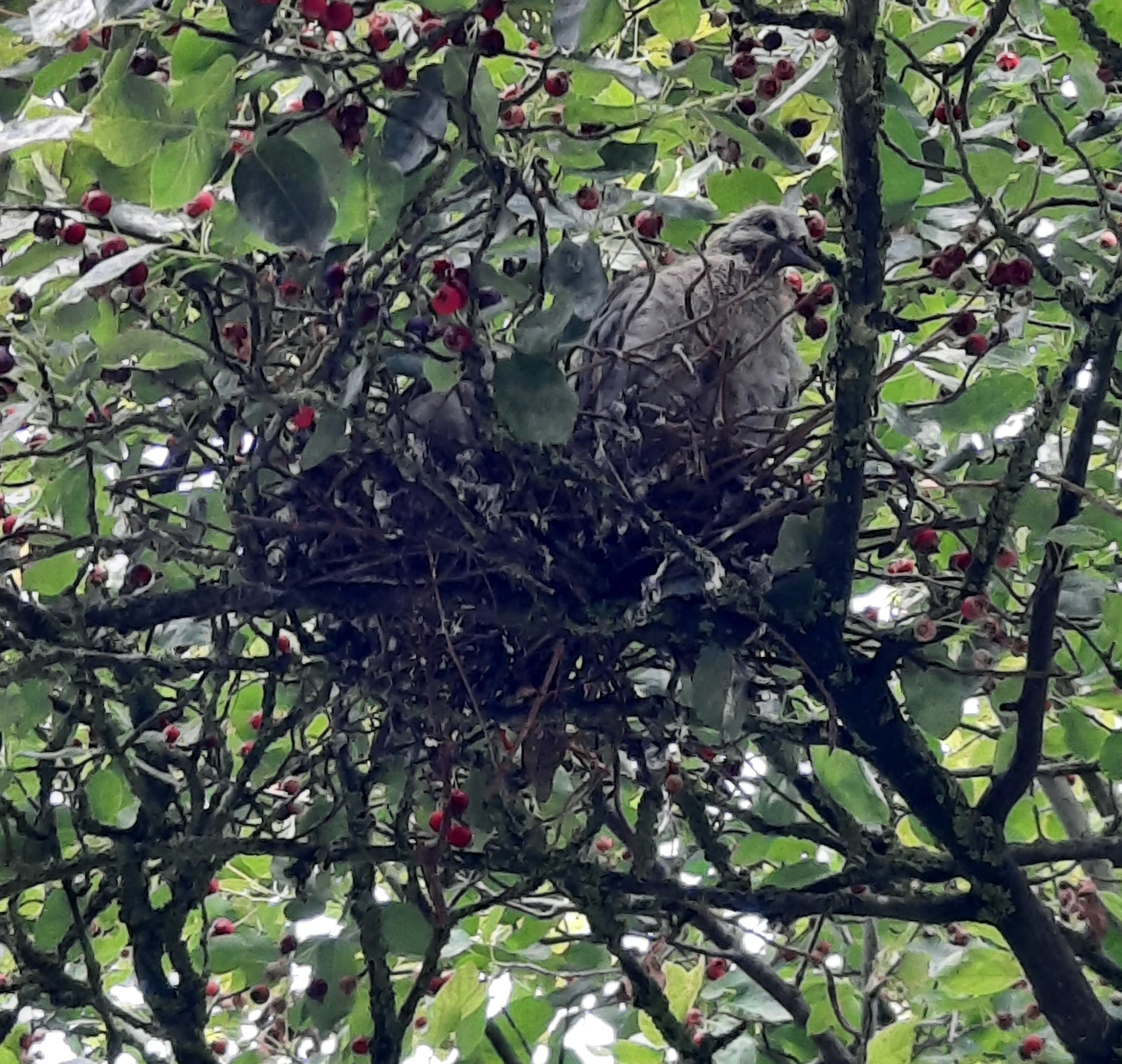 Lego & Pigeons – Geek stuff